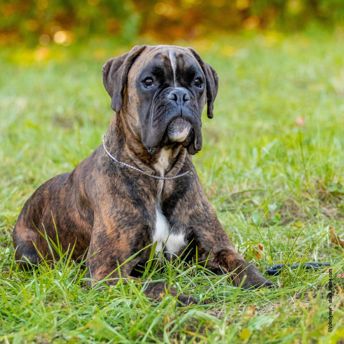 Deutscher Boxer - Wildborn Blog