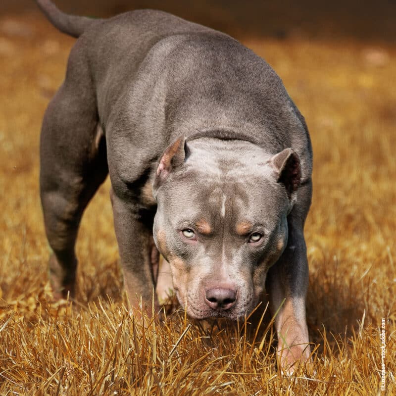 Kampfhunde - Besser als ihr Ruf? - Wildborn Blog