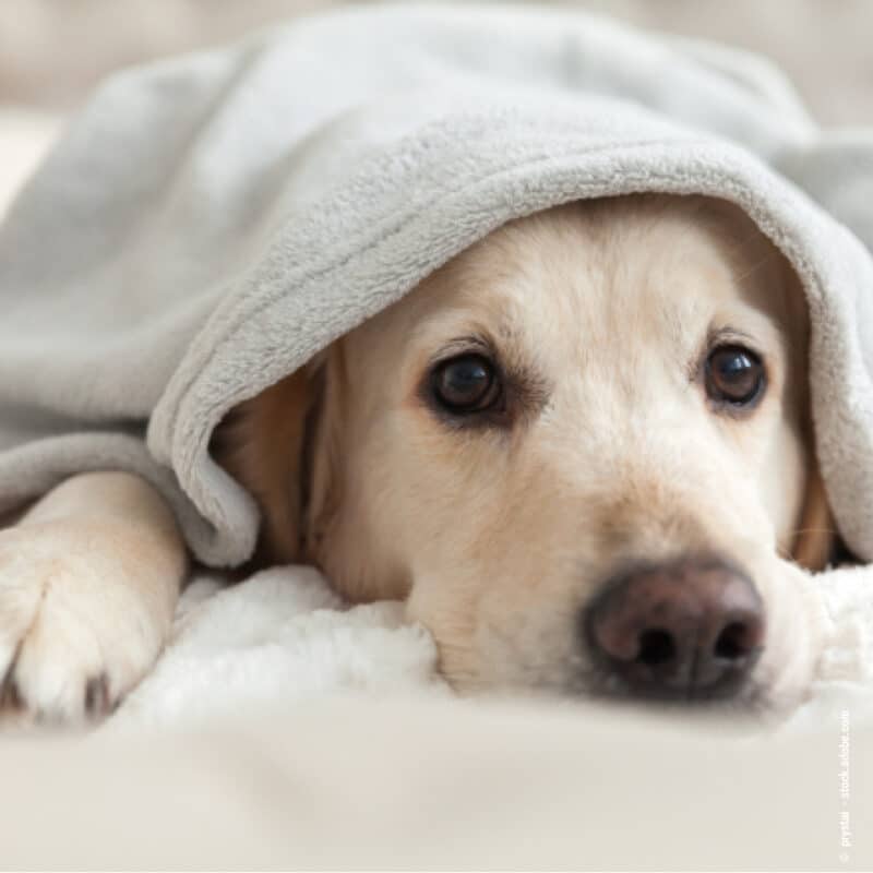 Wie erkenne ich, ob meinem Hund kalt ist? Anzeichen und Tipps für kalte ...